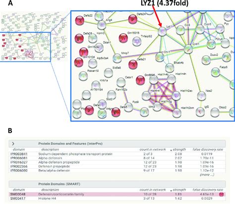 String Network And Enrichment Analysis Identifying Lyz1 And Defensins