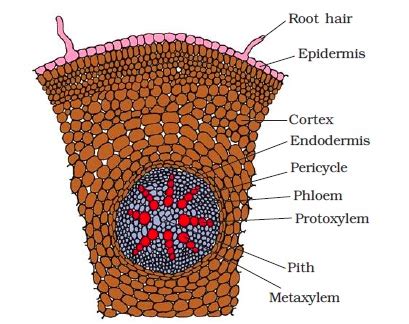 Internal Structure Of Monocot Root MCQ Practice Questions Answers