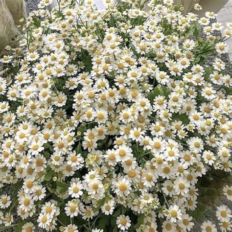 Bunga Peacock Putih Charles Parsons