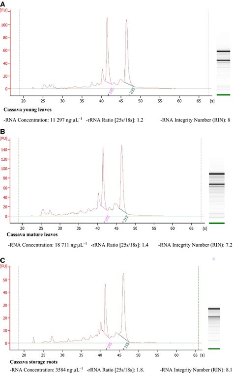 Electropherograms Of Total Rna From Cassava Obtained Using Our Method Download Scientific