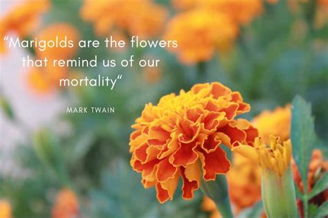 Marigold Flower Meaning And Symbolism Simplybeyondherbs