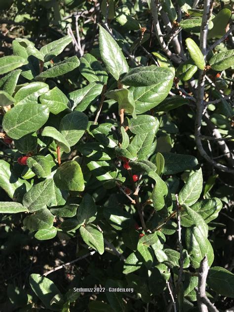 Photo Of The Entire Plant Of Canada Buffaloberry Shepherdia Canadensis