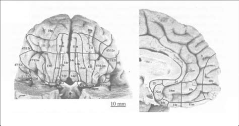 22 5 Architectonics Of The Orbital And Medial Prefrontal Cortex Note