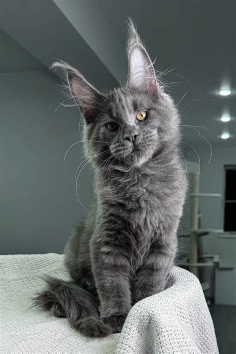 Adopt Zanzibar Sweet Gray Maine Coon Kitten