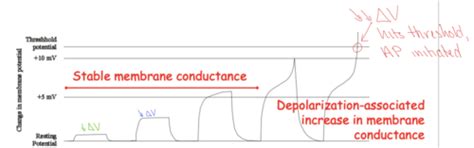 Lec 39 Membrane Depolarization And The Action Potential Flashcards
