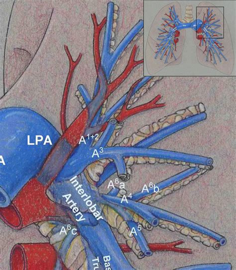 Pulmonary Artery Segmental Anatomy