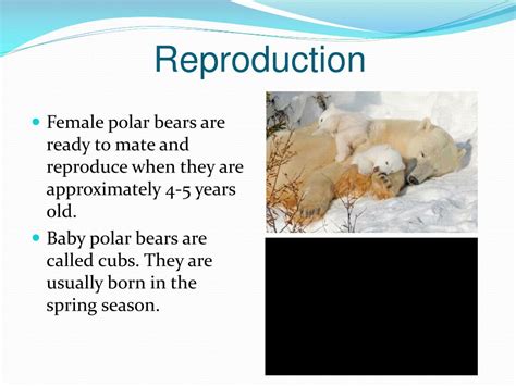 Ppt Polar Bears Powerpoint Presentation Free Download Id 2822356