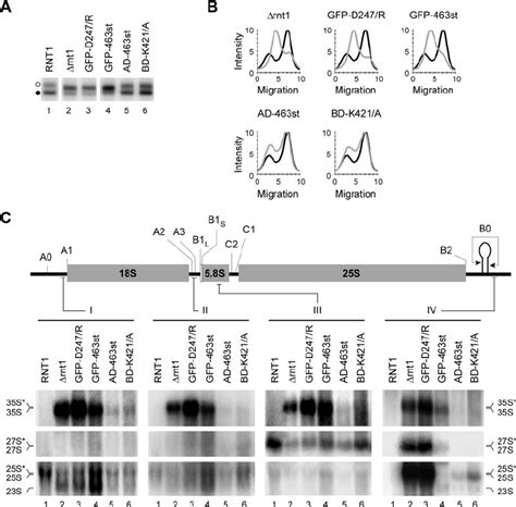 mutations that disrupt the rnt1p rnapi complex increase the number of