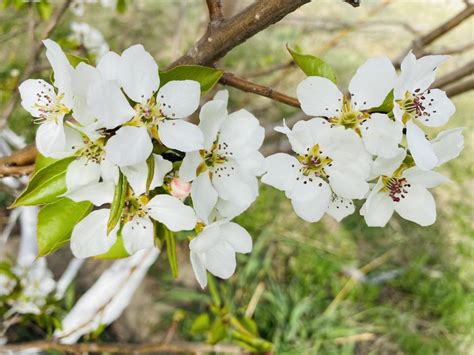 Мод үржүүлэг худалдаа зөвлөгөө Дархан Мод тарина дуслын усалгааны систем угсралт холболт