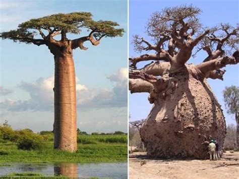 Деревья виды и названия фото и названия с описанями и видами — ЭНКИСТРОЙ Строительство