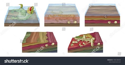 Formation Fossils Fossilization Process Forming Fossil Stock