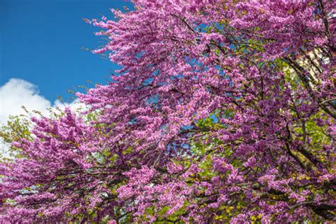 รูปภาพjudas Tree เลือกดูภาพถ่ายสต็อก เวกเตอร์ และวิดีโอ13398 Adobe