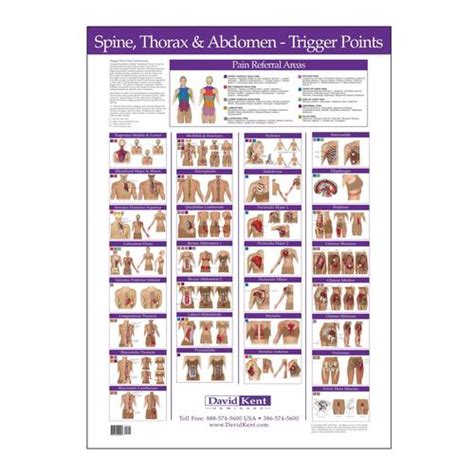 Trigger Point Chart Spine Thorax And Abdomen Therapy Charts