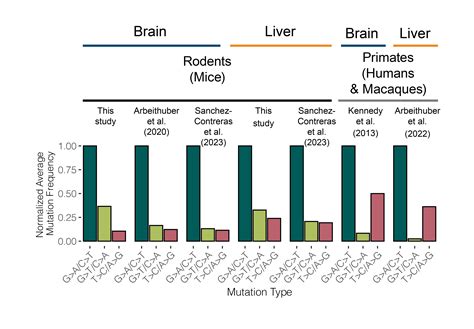 Mitochondria The Powerhouse Of Somatic Mutation Research Communities