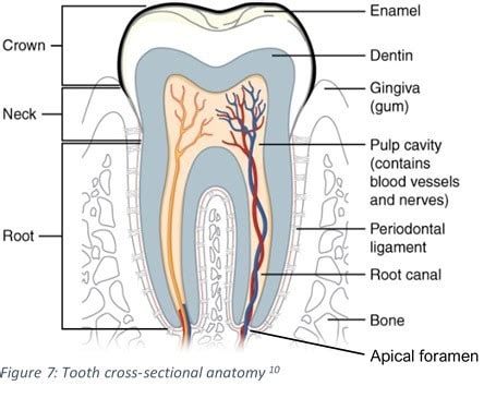 Premolar Teeth Diagram