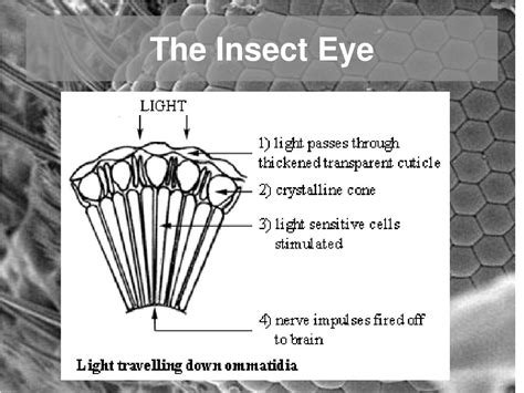 Ppt Insect Design And Structure Powerpoint Presentation Free