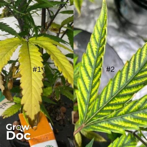 Growdoc 🌱 Plant Deficiency Challenge 🌱 In Our Latest Instagram Post