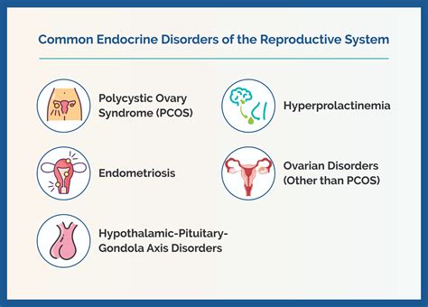 Reproductive Endocrine Disorders Causes And Treatments