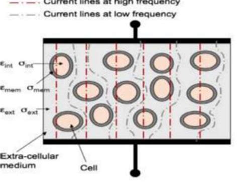 The Behavior Of Electric Current When Measuring Biological Tissue Download Scientific Diagram