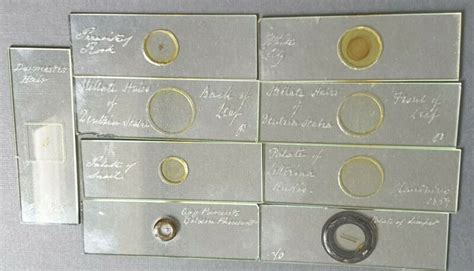 Fine Set Of 9 Antique Diamond Etched Microscope Slides Antique Price