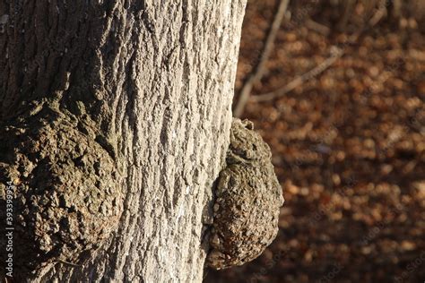 Two Nodules On The Trunk Of A Deciduous Tree Nodules Are Valued For Solid Wood With A Complex