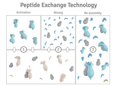 Hla Peptide Complex Engineering Pure Protein Llc