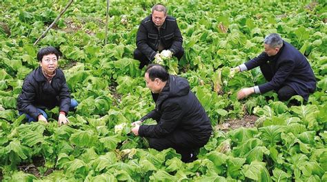 开州豆菜轮作让闲田忙起来 重庆风景园林网 重庆市风景园林学会