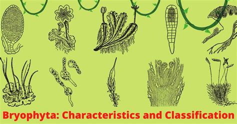 Bryophyta Characteristics Classification And Economic Importance