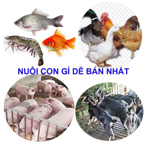 Nuôi con gì dễ bán nhất xem là biết ngay