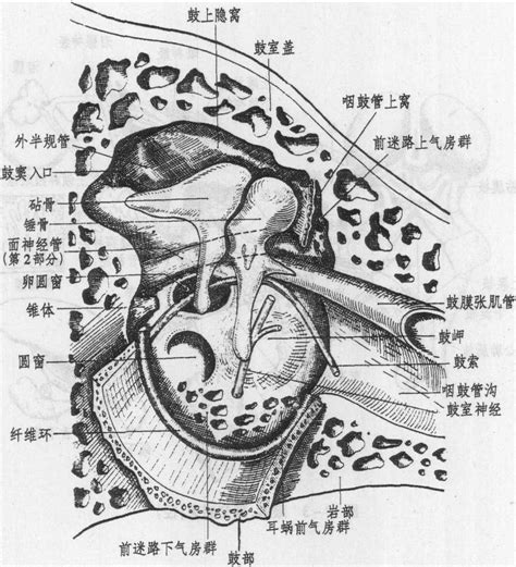 二在鼓室内 图13 413 513 6 基础医学 医学