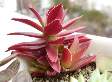 紅葉祭り 私だけの多肉植物図鑑