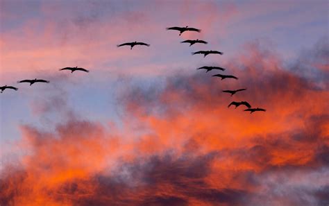Taking Flight Its Migration Time For These Special Birds Defenders