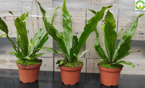 Indoor Plant Asplenium Varieties Crispy Wave火焰 Antiquum 展叶 Crissie