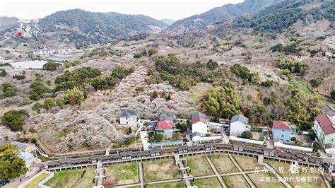 绍兴上虞：青春绽放 “梅”好相约 丰惠三溪第六届梅花节启幕