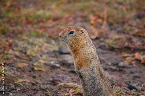 Gopher Tail