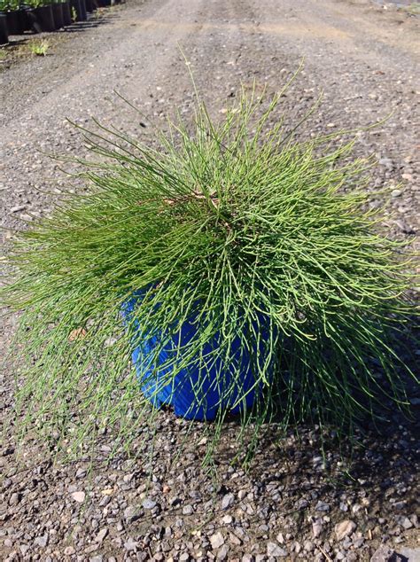 Casuarina Glauca Cousin It Andreasens Green
