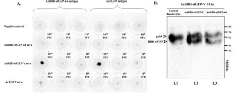 Production Of Polyclonal Antibody By The Pseudotyped Virus From Download Scientific Diagram