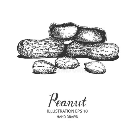 Peanut Hand Drawn Illustration By Ink And Pen Sketch Stock Vector Illustration Of Fresh Hand