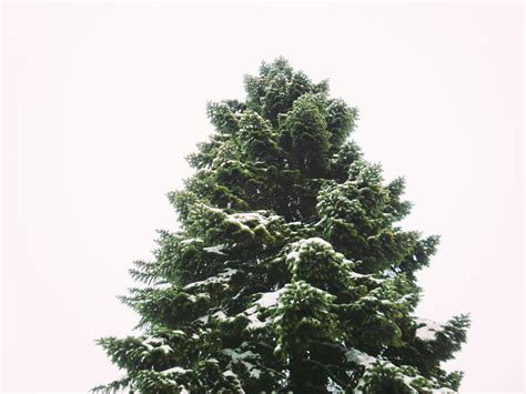 무료 이미지 분기 상록수 전나무 크리스마스 트리 구과 식물 크리스마스 장식 가문비 낙엽송 생태계 생체 소나무 가족 우디 식물 온화한 침엽수 림