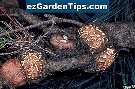 Fusiform Rust în Copaci De Pin 🌱 Sfaturi Grădinari