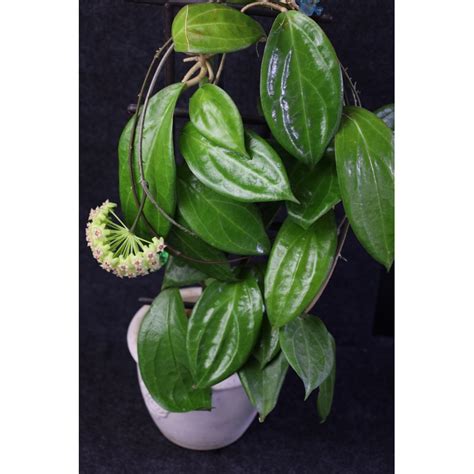 Hoya UT033 - HOYAPASSION