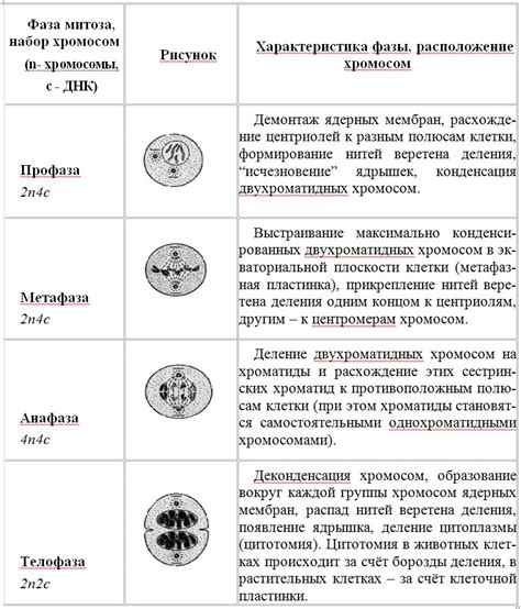 Профаза процессы таблица