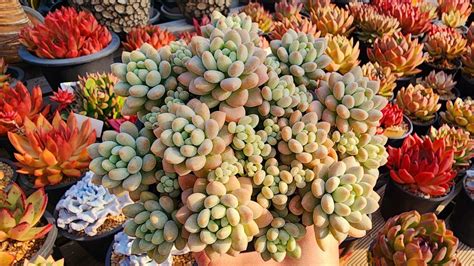 다 육 이 의 평생 가족이 되어주세요♡ㅋㅋ Youtube