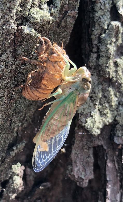 What S Inside A Cicada Shell
