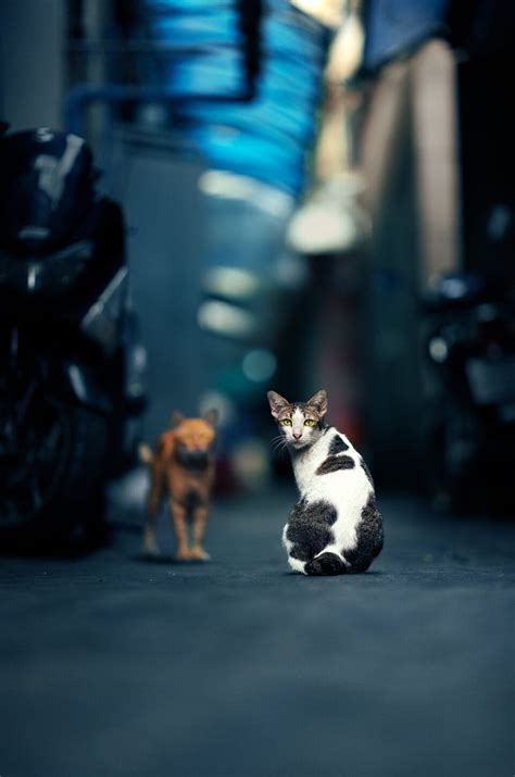 In A Neighborly Portrait Series Ashraful Arefin Turns His Gaze Toward Four Legged Passersby