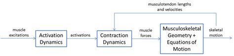 Schematic Of A Forward Dynamic Simulation Figure Adapted From Pandy
