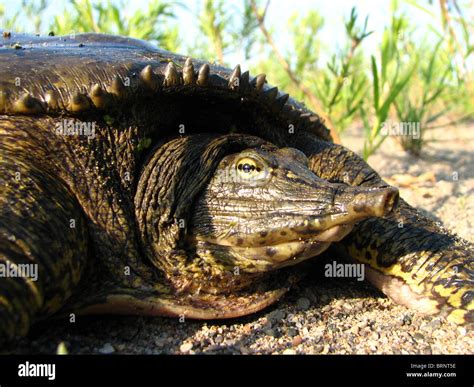 Spiny Turtle Hi Res Stock Photography And Images Alamy