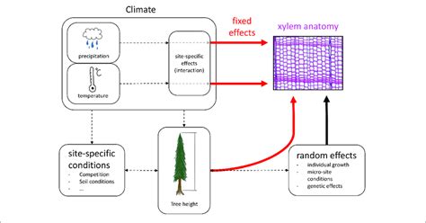 Conceptual Design Of The Linear Mixed Effects Model Red Arrows Download Scientific Diagram