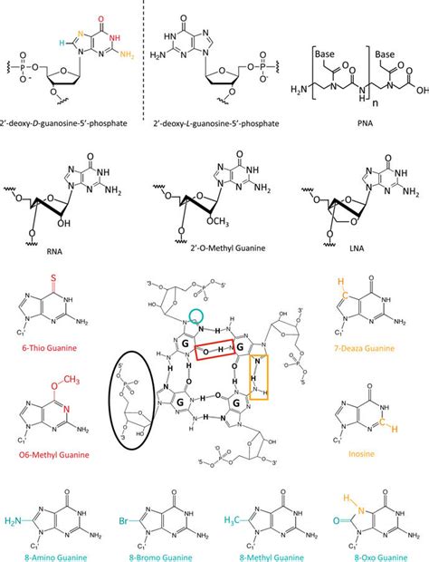 Backbone Modifications And Guanine Analogs [99 102] In Black Backbone Download Scientific