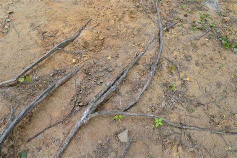 Tree Roots In Sand And Clay Stock Image Image Of Root Crocodile